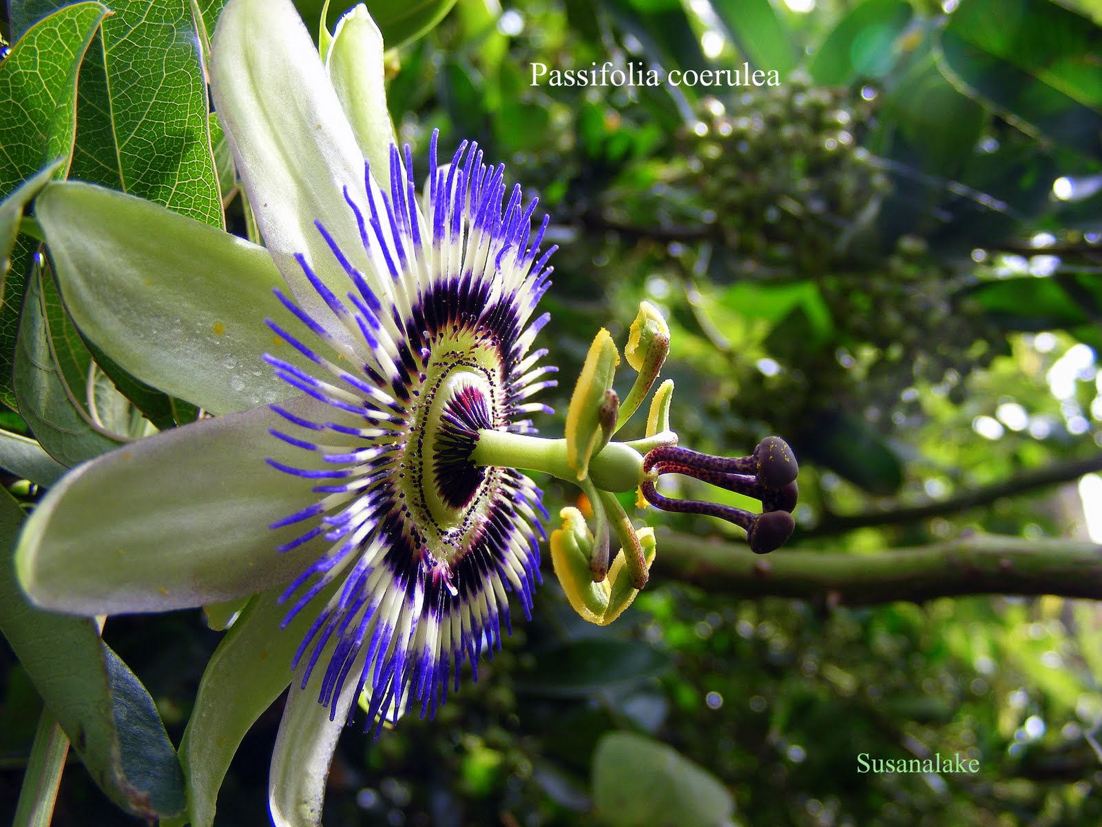 Ing.Agr.Susana ...: Passiflora spp ___ღ♥ღ___ Pasionaria ...