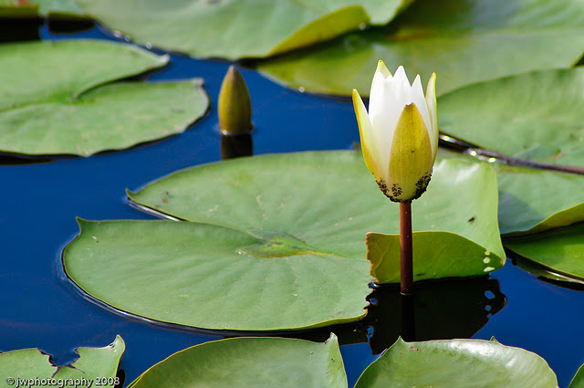 We love Our Bangladesh: White water Lily or Sada Shapla is the national ...
