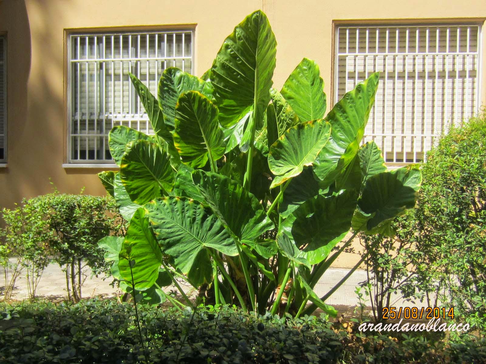 arbustosensevilla-encinarosa: Oreja de elefante 2 / Alocasia ...