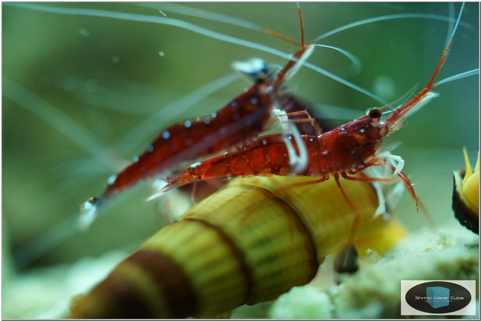 EbiLei's Shrimping World - Shrimp Water Cube: Golden Rabbit Snail ...