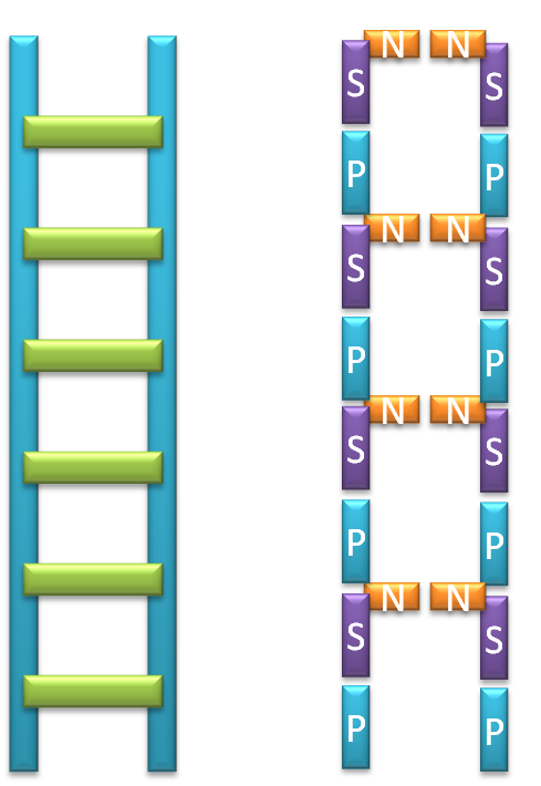 Resolution: The Essentials: ATCG – The ABC’s of DNA