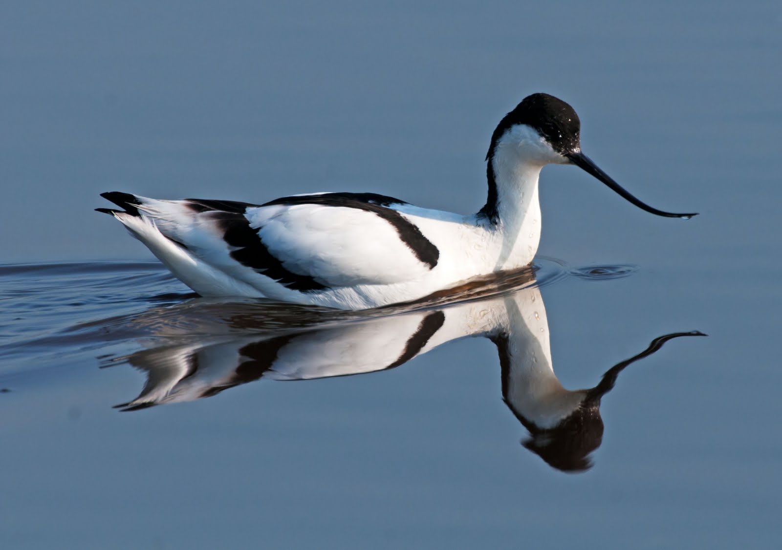 Anthony Miners Wildlife Photos: More Avocet Images