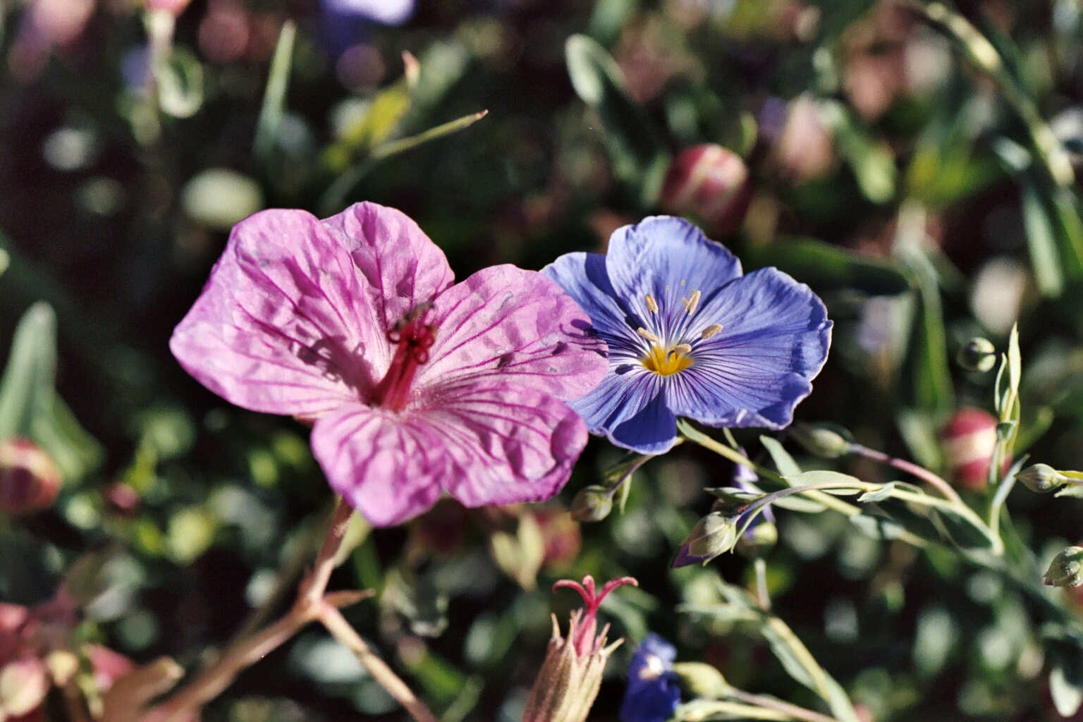 One Day in America: Wildflower Season in the Mountains