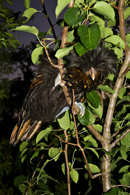 Chicken Women: The Super Swag Freak-Out