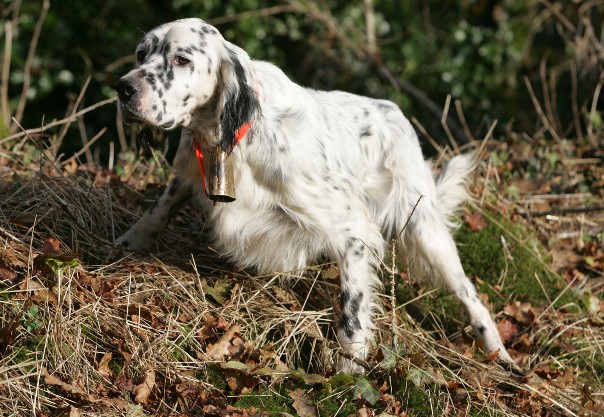 Chien de chasse: Le Setter anglais