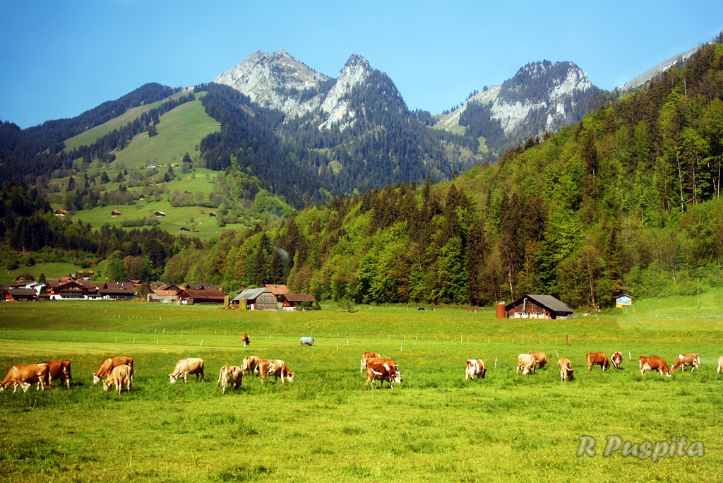 Live Is An Adventure: Beauty Spring in Mount Alpine Foothills, Switzerland.