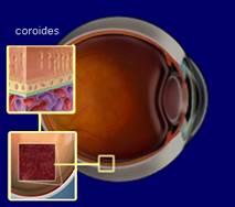 Capas Del Ojo ~ OPTICA BASICA