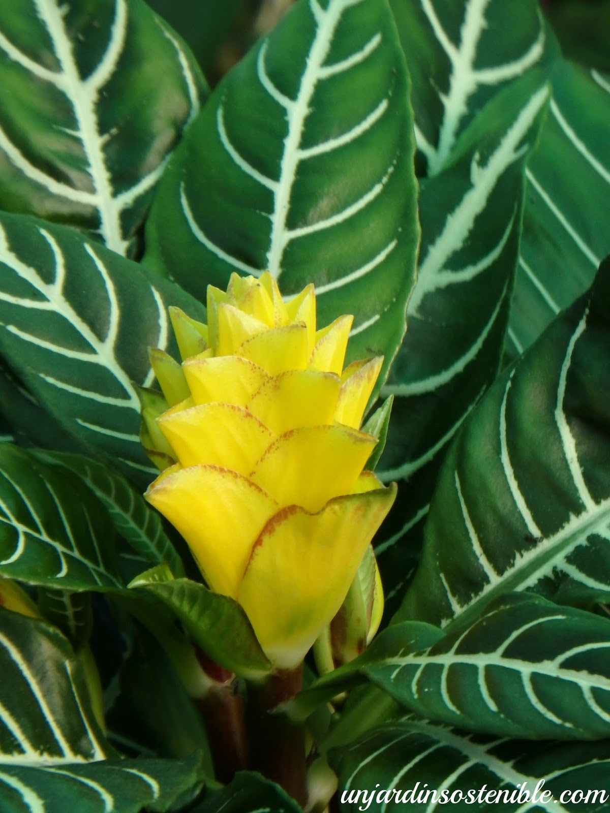 Aphelandra squarrosa (Afelandra, Añilillo)