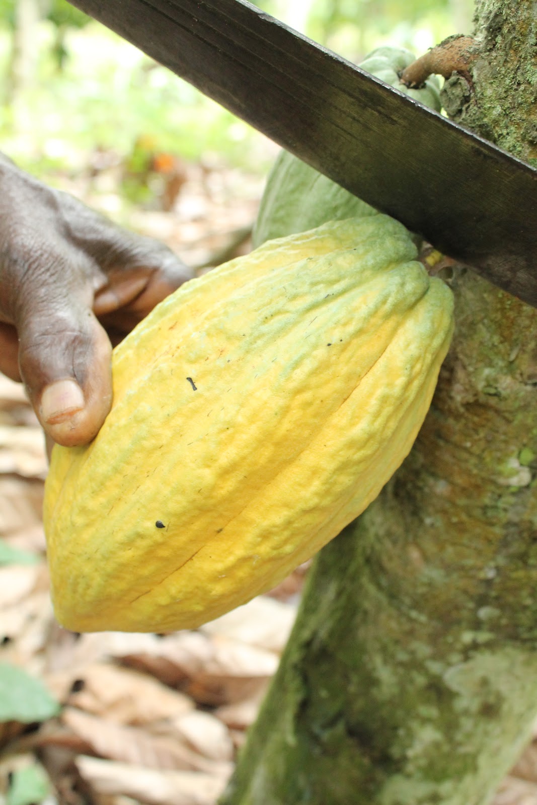Dipa's Daily Dumplings: Theobroma Cocoa, The Food of the Gods