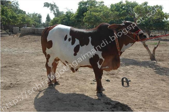 Sohrab Goth Gai Mandi Photos Gallery: Shah Cattle Farm 2007