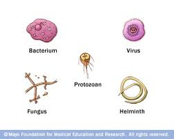 Types of infections, Effects & Symptoms - EDU