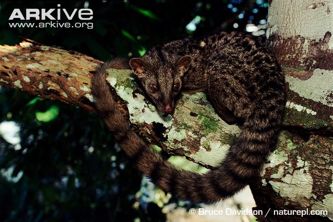 Mamíferos y marsupiales mammals of the earth: Civeta africana del ...