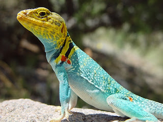 แย้ อเมริกาเหนือ (collared lizard )