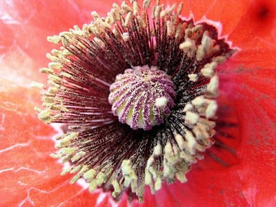 Jom Tanam Bunga: Bunga Aneh Binti Pelik