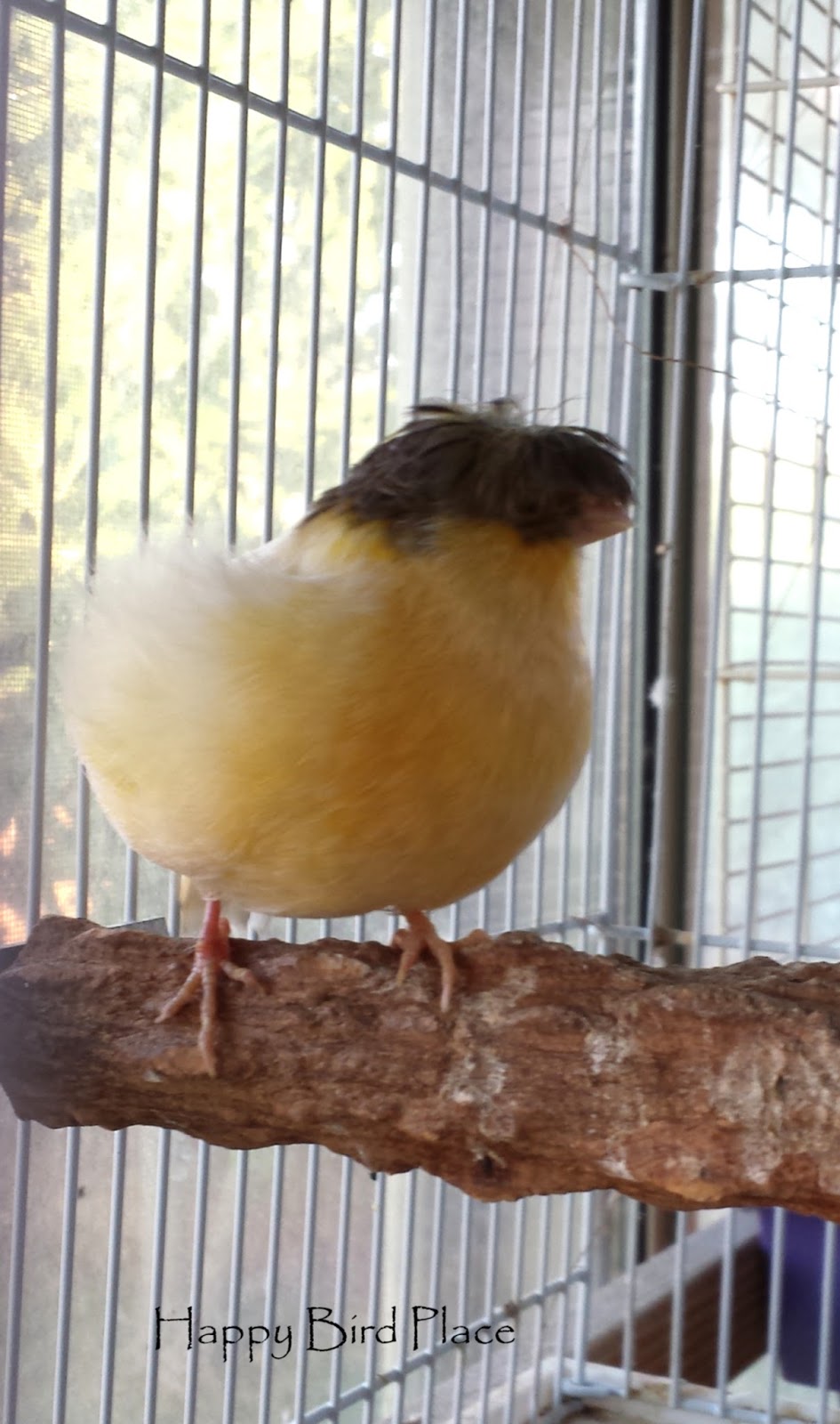 Happy Bird Place Finch and Grasskeet Blog: My new gloster canary pair!