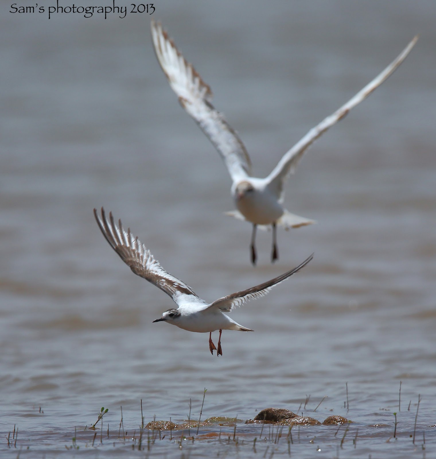 LITTLE GULL a First Record for Pakistan?