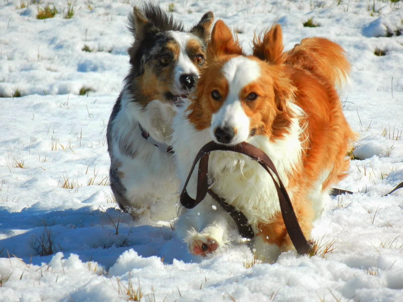 The Chronicles of Cardigan: Dear Arctic People of Nunavut, I Offer Hams ...