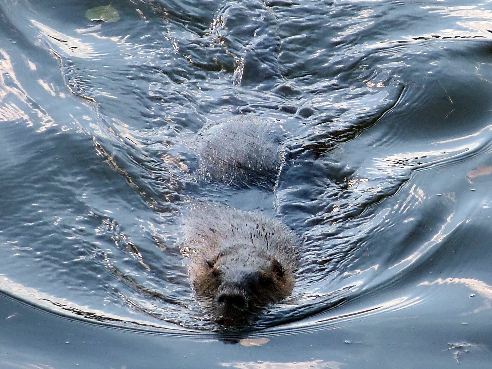 Taxonomía Chordata: Clase Mammalia Orden Proboscidea, Rodentia. Sirenia ...