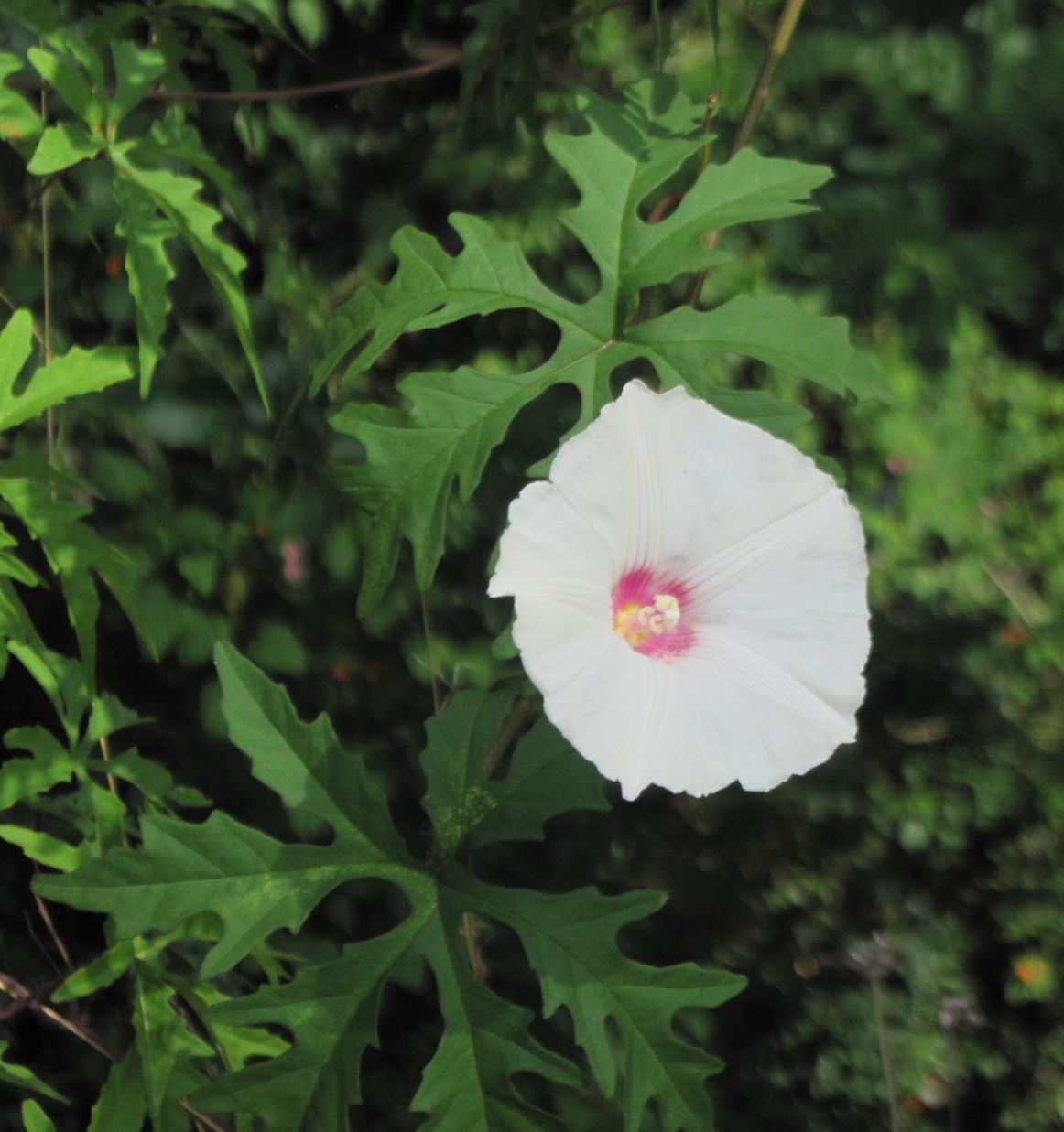 நீலகிரி உயிர்க்ேகாளம் : Alamo Vine