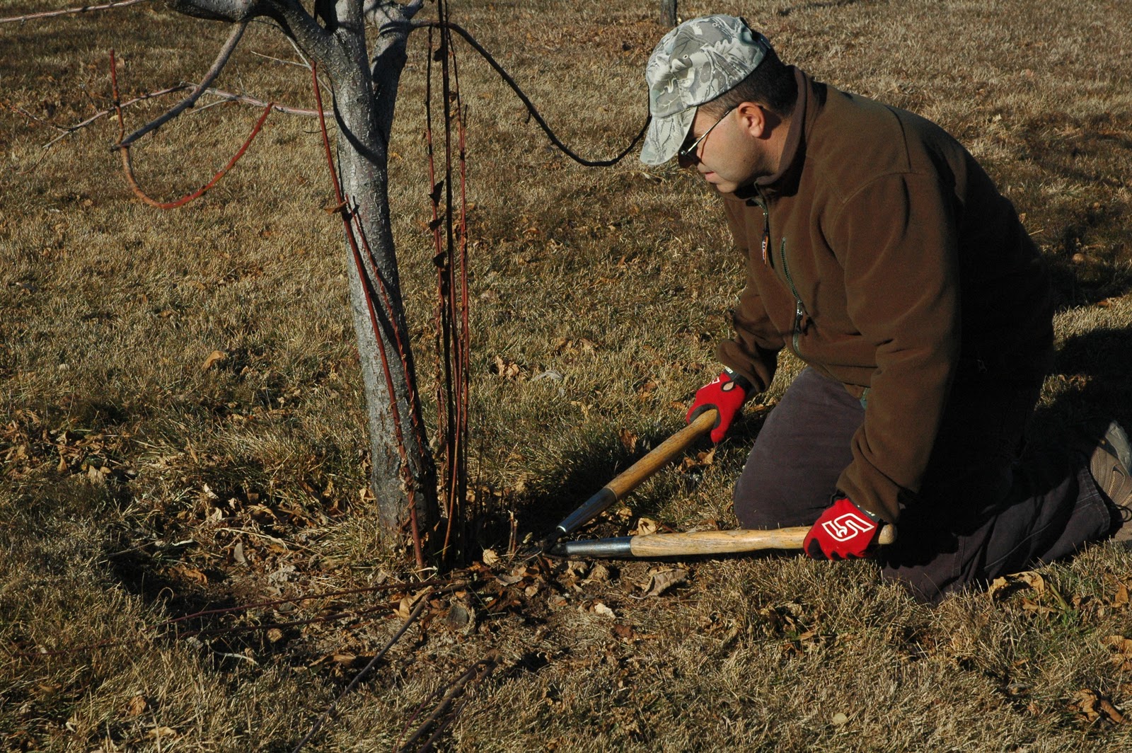 Grow How: Winter Sucker Removal