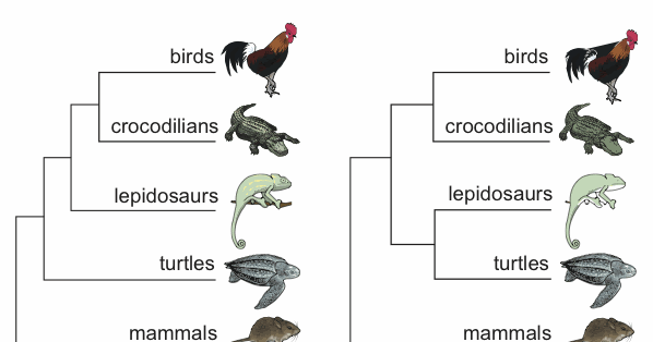 The Genealogical World of Phylogenetic Networks: Phylogenetic position ...