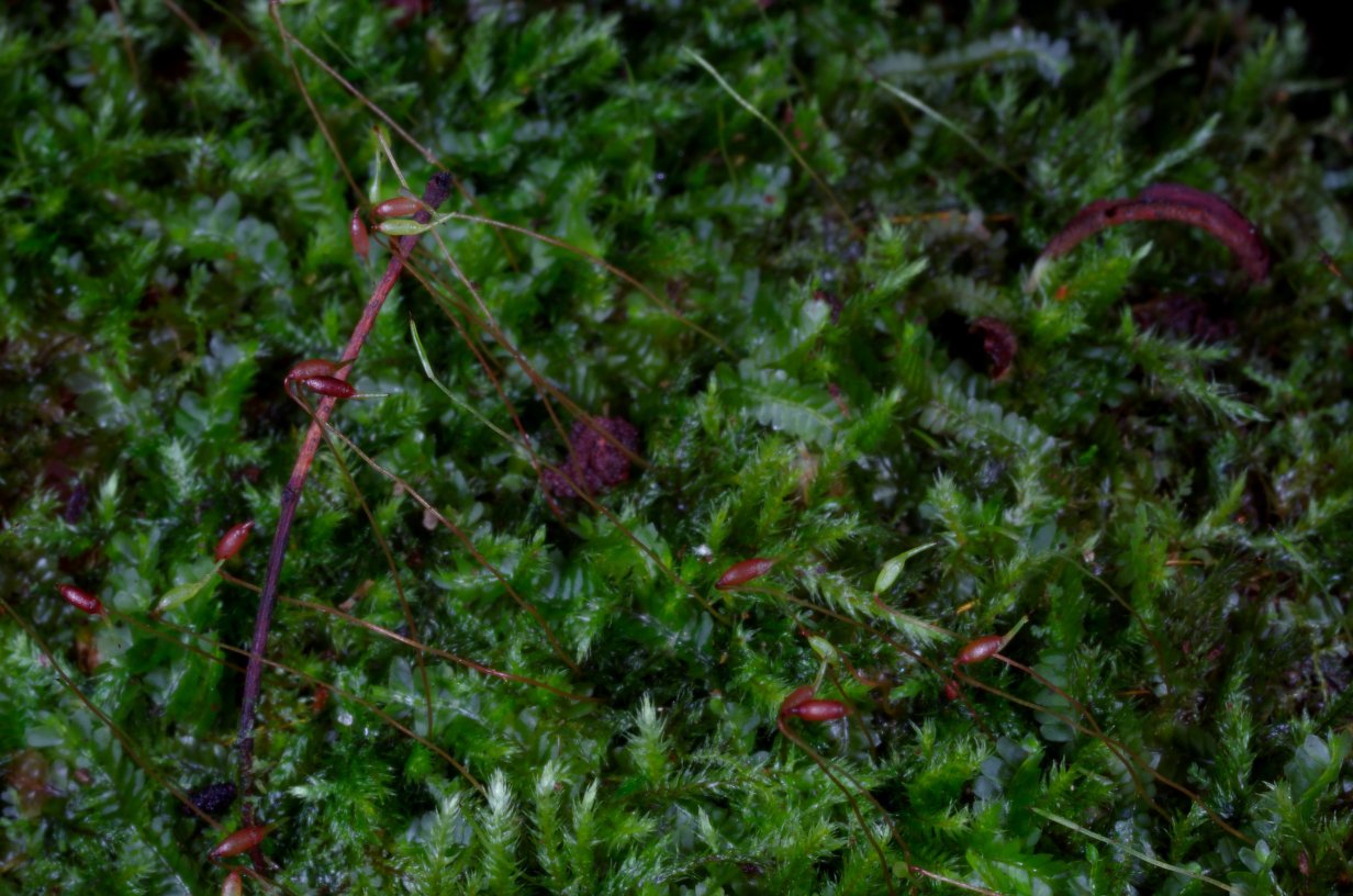 Flora de Puerto Rico Ilustrada Papo Vives: MUSGOS HYPNALES ...