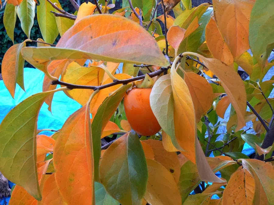Wildflowers of Andalucia: Diospyros kaki
