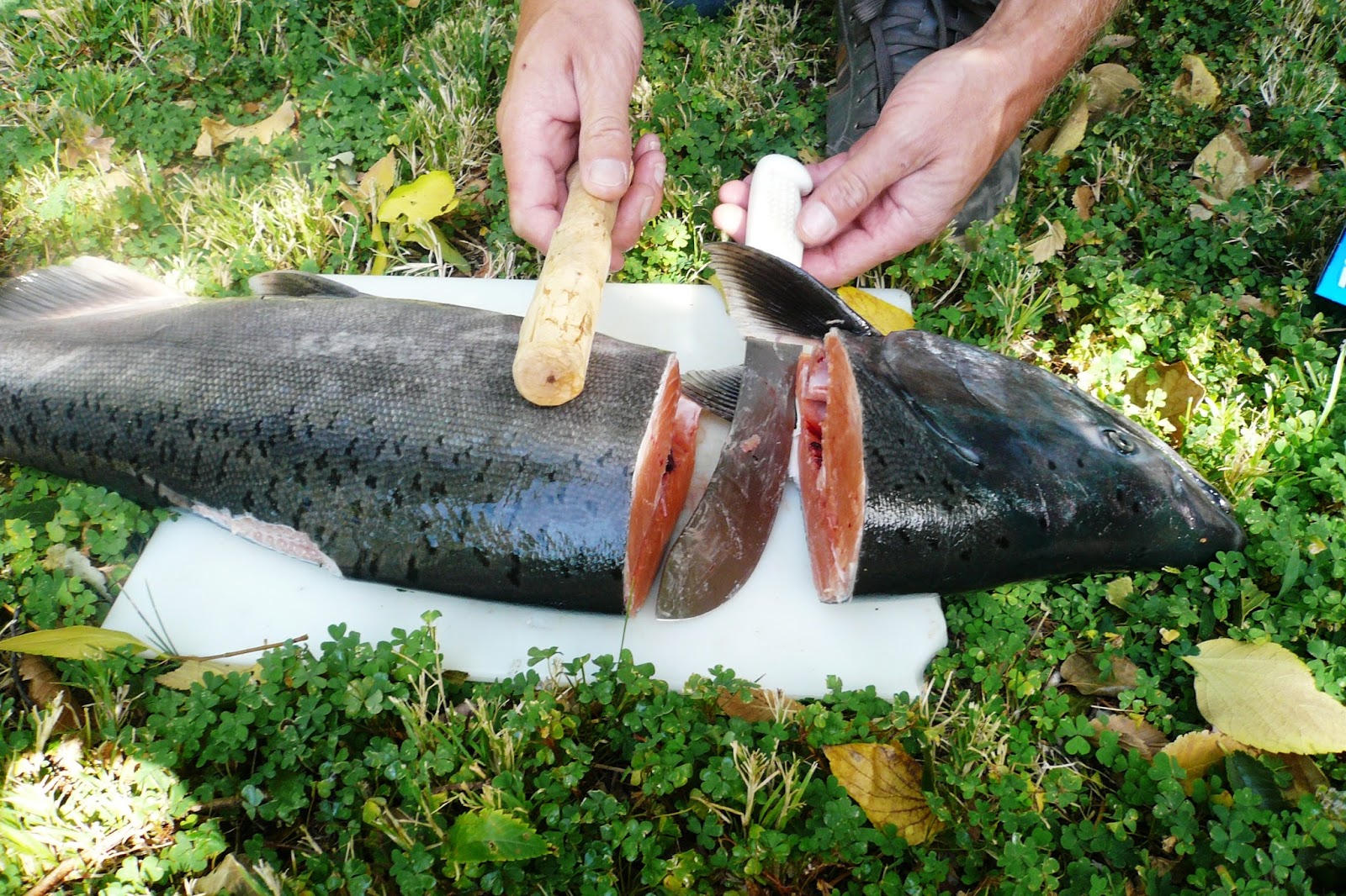 Countryman: Foraging California's Wild Side: How to Cut a Large Fish ...