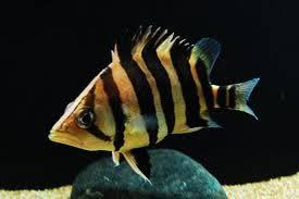 IKAN HIAS AIR TAWAR TROPICAL FISH: IKAN DATZ, TIGERFISH (Datnioides)