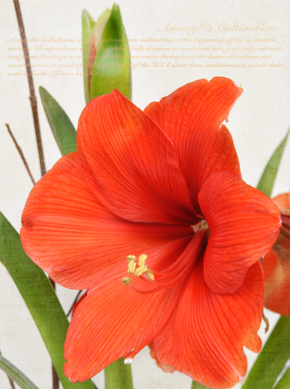 Three Dogs in a Garden: Amaryllis: A Flower Born of Heart's Blood