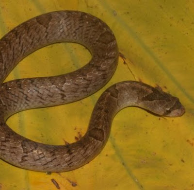 Species New to Science: [Herpetology • 2017] Oligodon culaochamensis ...