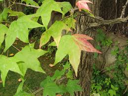 ESTORAQUE, ONICHA E GÁLBANO