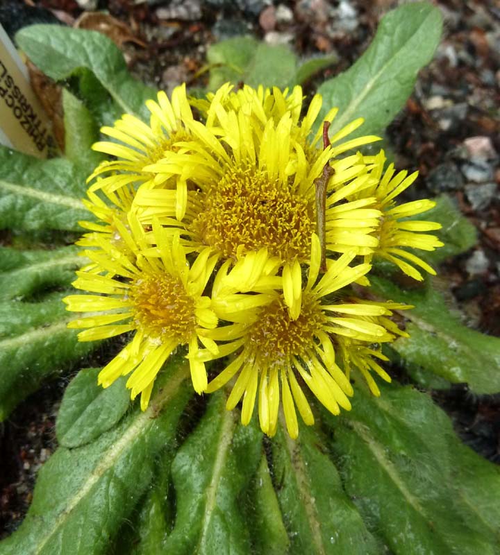Tankar om och från min trädgård.: Rosettkrissla - Inula rhizocephala ...