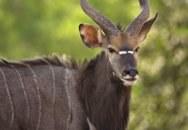 Nyalas Animals | Amazing Facts & Latest Pictures | All Wildlife Photographs