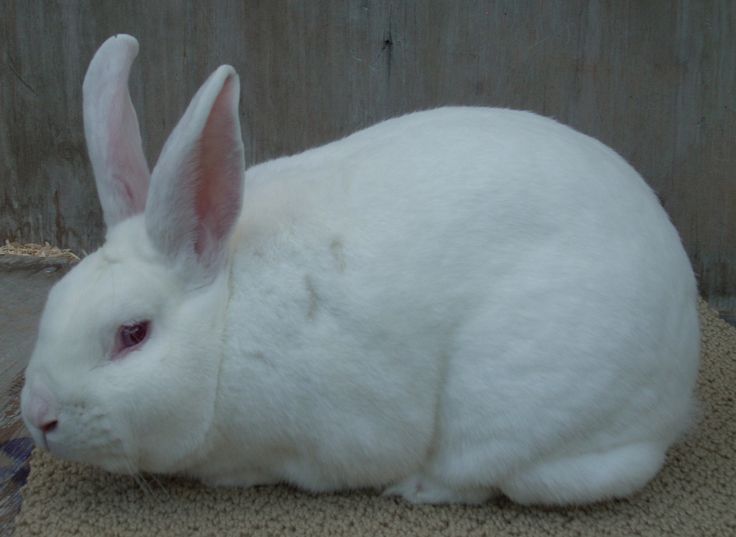 Kelinci New Zealand - INFO KELINCI