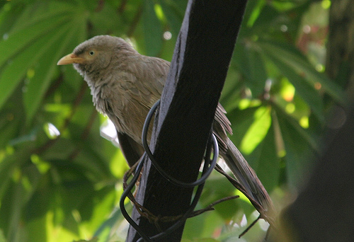 MY NOTES: Birds(check list)