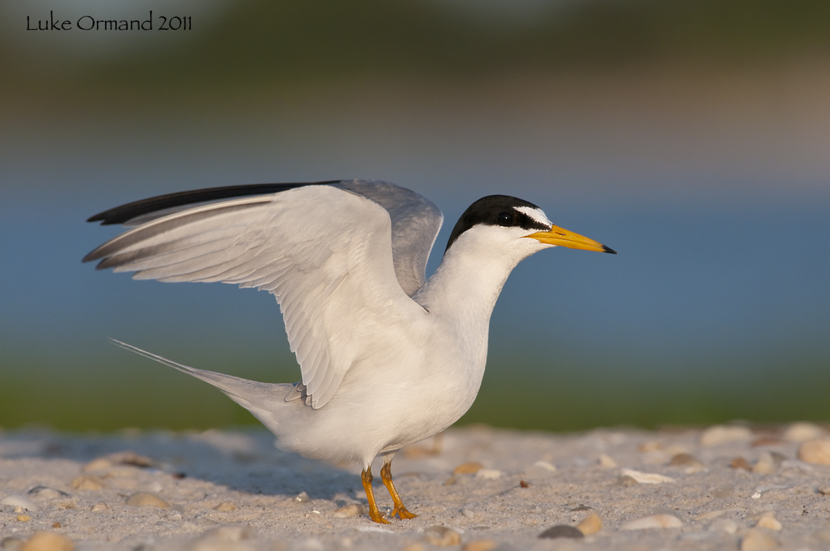 Welcome to. . .: Nesting Least Terns
