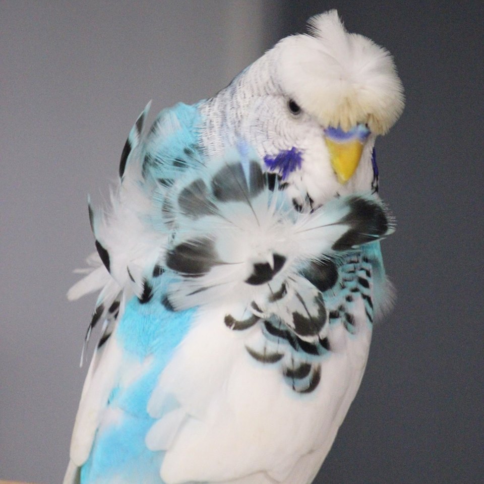 Birds of Love Badji: Hagoromo Budgies