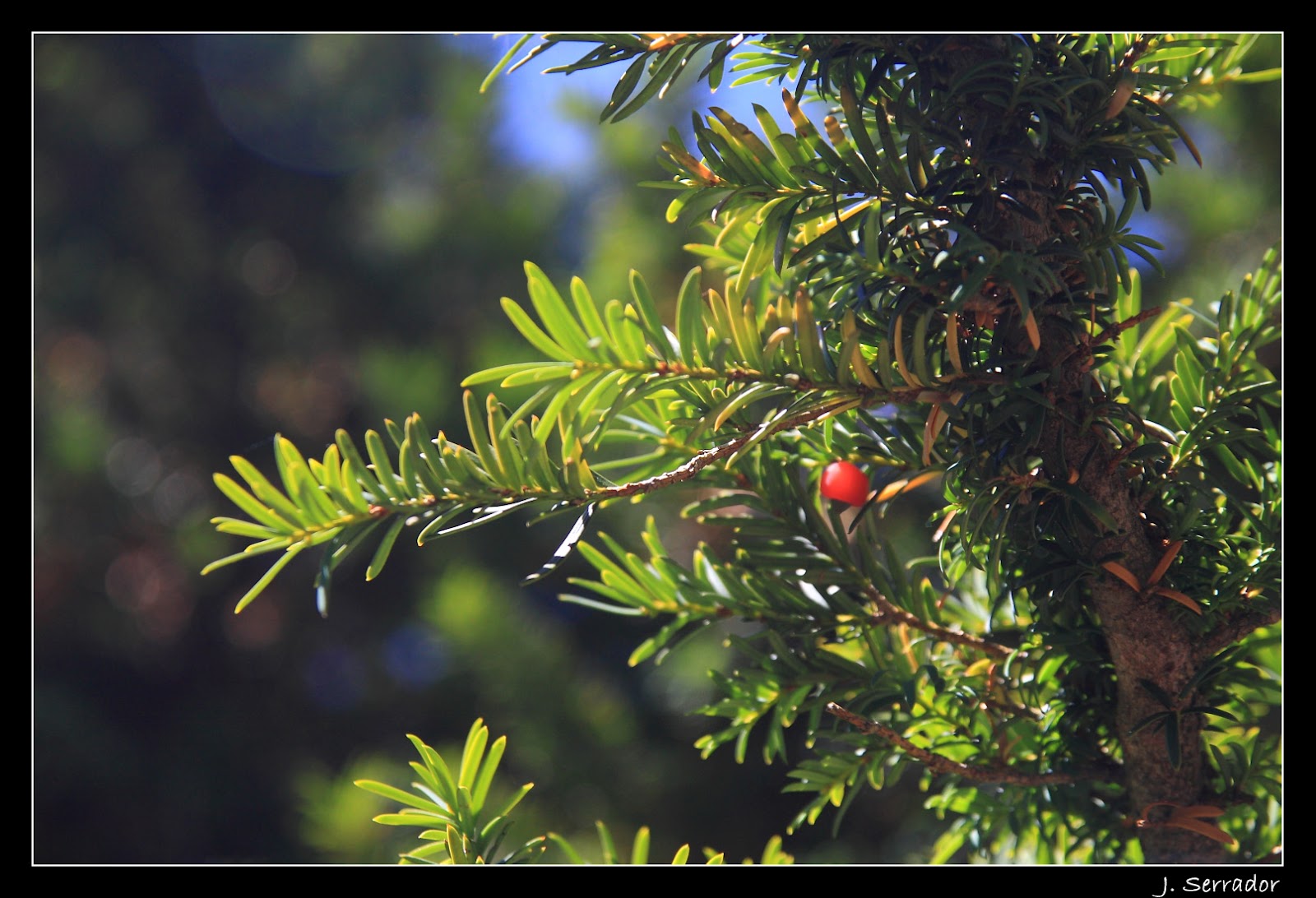 descubriendo PENYAGOLOSA: El tejo y su localización