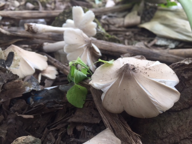 Jejak Termemori: ANGIN BARAT DAN JAMUR LIAR