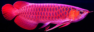 ORIGINAL FISH AROWANA BORNEO | SENI - BUDAYA INDONESIA
