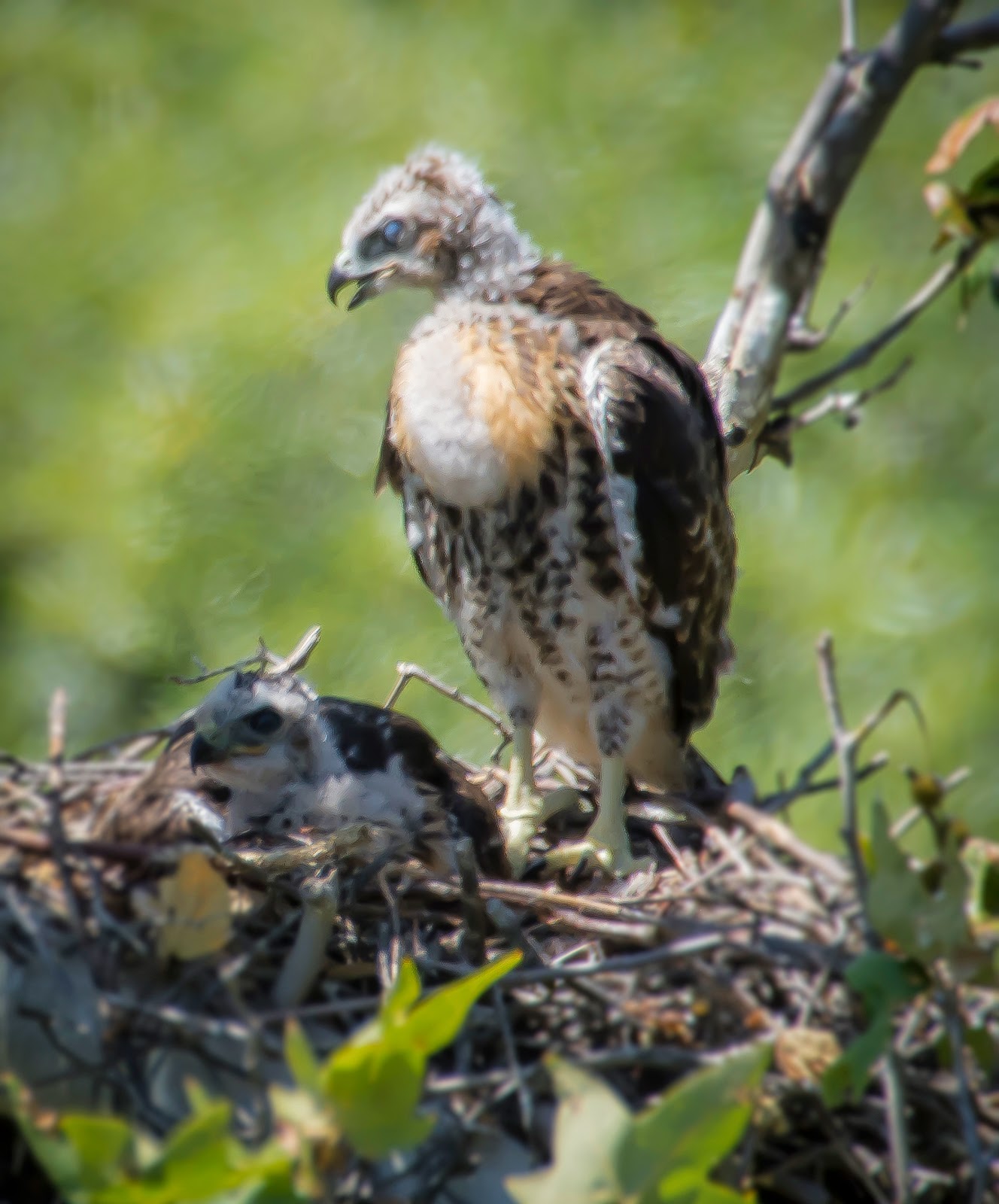 Blue Heron Blast: Hawklets