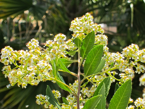 Picture Sundays: Toyon in Bloom | Root Simple