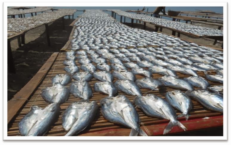 LIVELIHOOD IN BULAN,SORSOGON: DRIED FISH