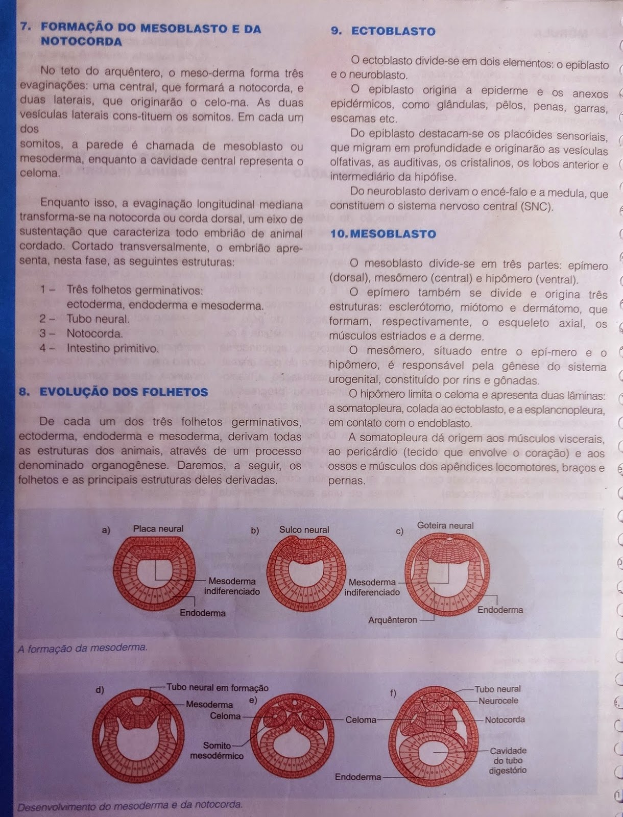 Tipos de Ovos e Clivagem