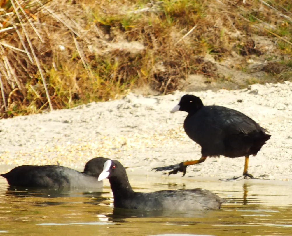 Pasea Menorca: Vida animal en Son Bou