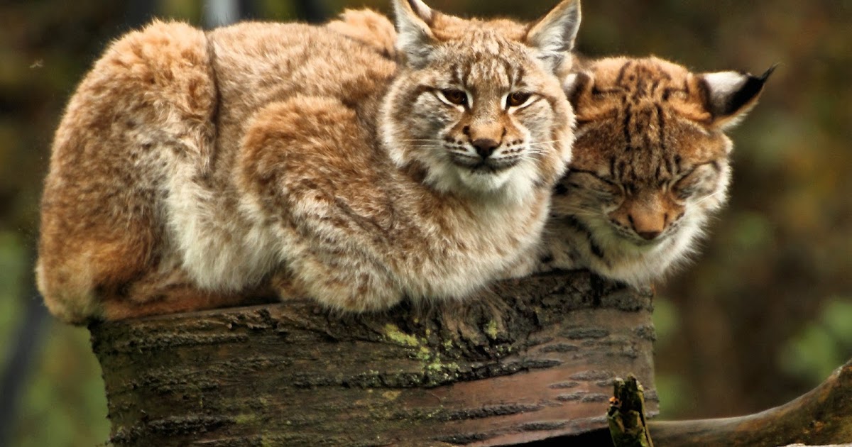 Abe's Animals: 3 of Britain's extinct predators in zoos in England