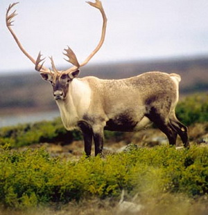 Curiozitati animale--Caribu ~ Cultura