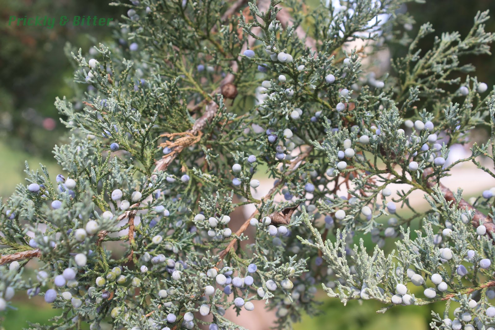 Prickly and Bitter: A Rocky Mountain Juniper