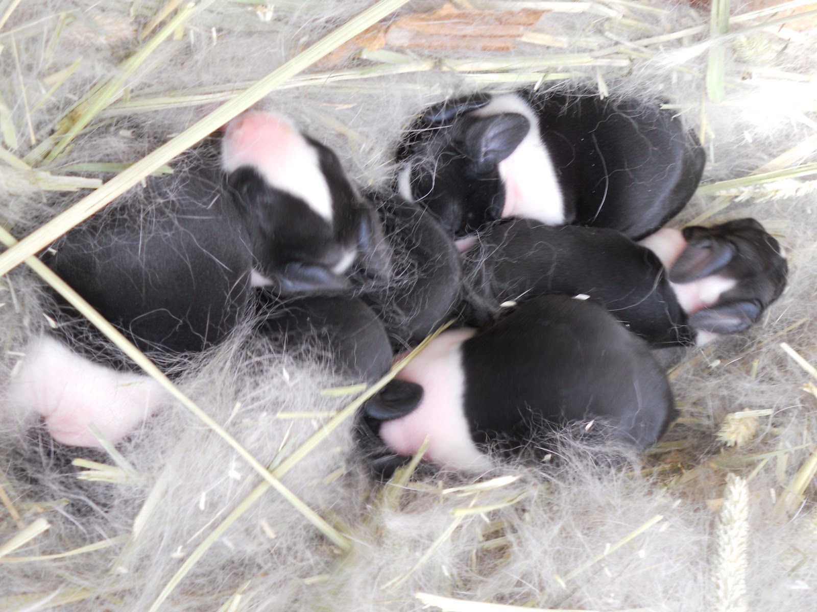 Dots & Daisies: Baby Bunnies - 5 days old